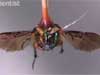 Cyborg Moth Flies! (Video) & The Pentagon's battle bugs