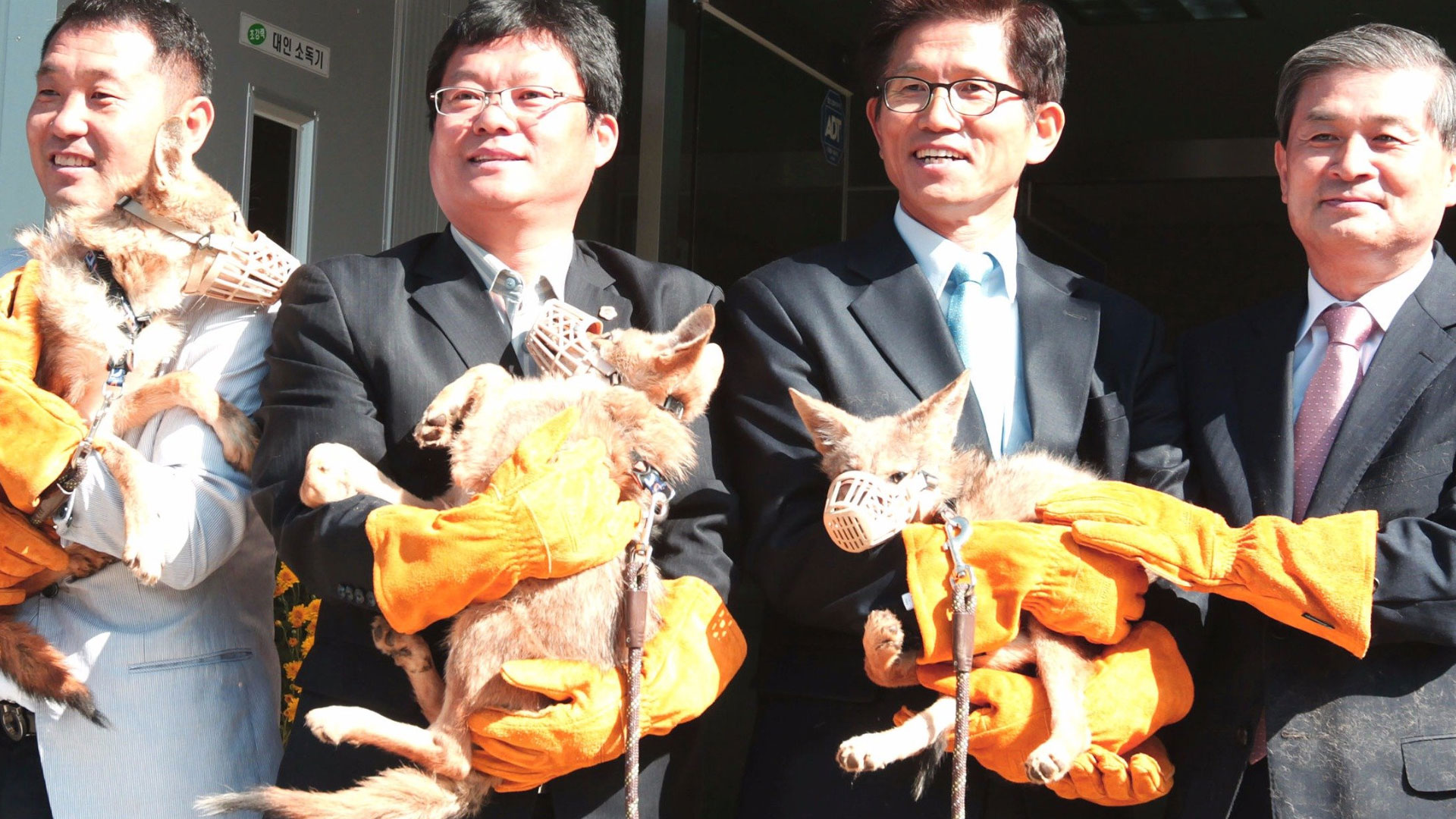 Cloned Dogs Arrive In Yakutia: Next, Woolly Mammoths?